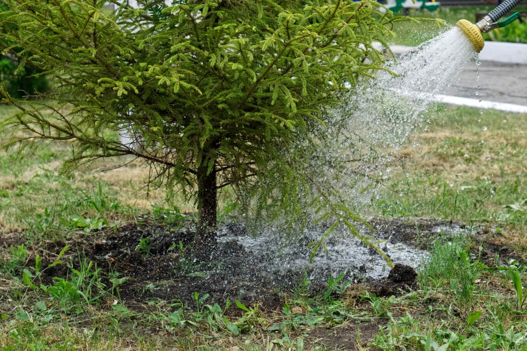 Are You Overwatering or Underwatering Your Trees? How to Tell and What ...