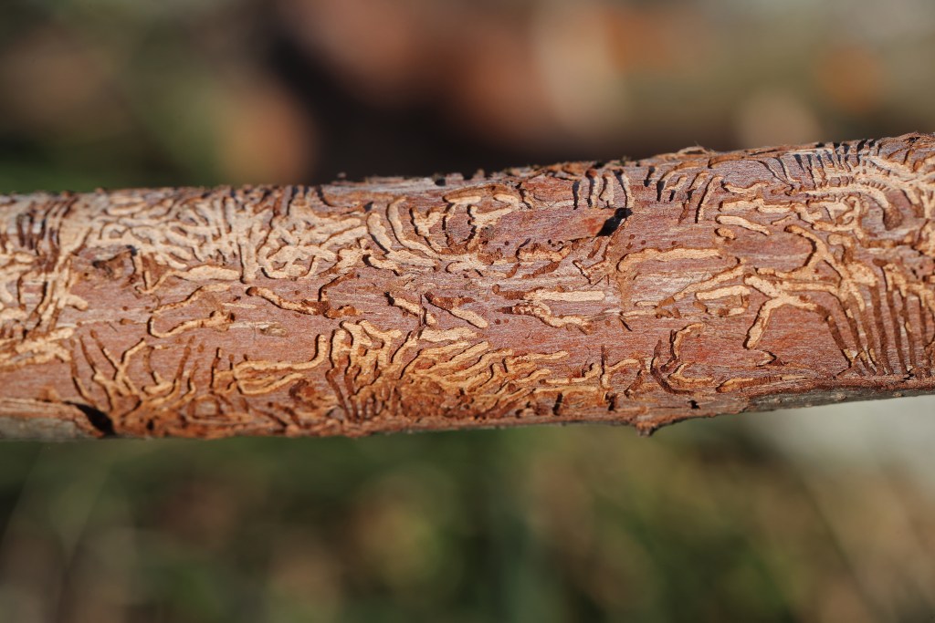 Understanding Dutch Elm Disease : Characteristics, Spread ...